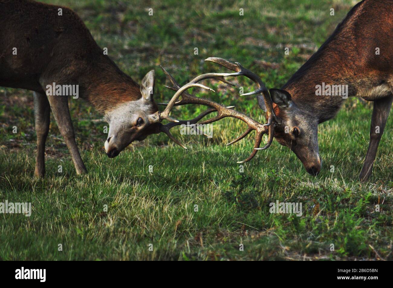 Fighting stags hi-res stock photography and images - Alamy