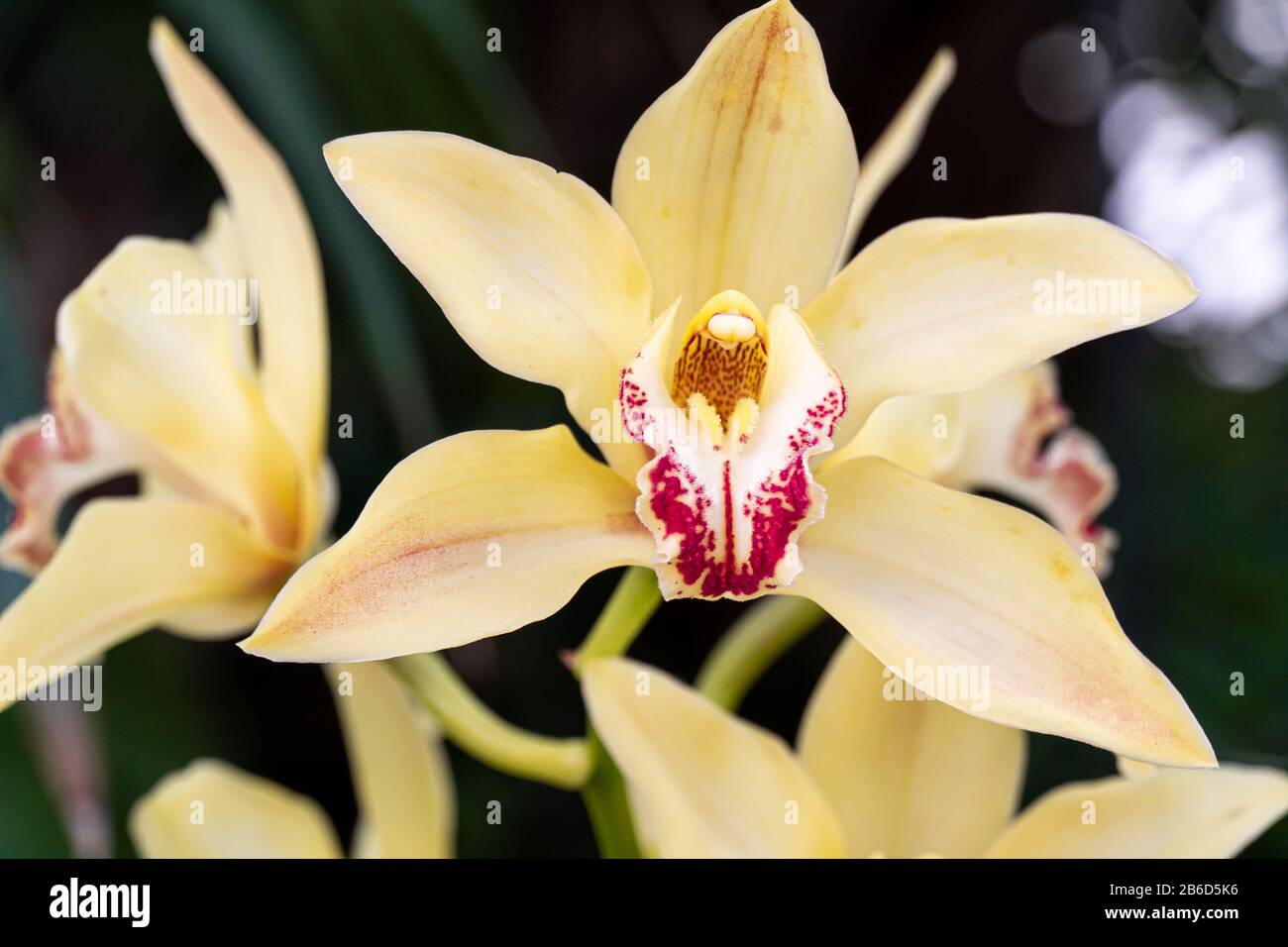 Yellow Cymbidium orchids, commonly known as boat orchids Stock Photo ...