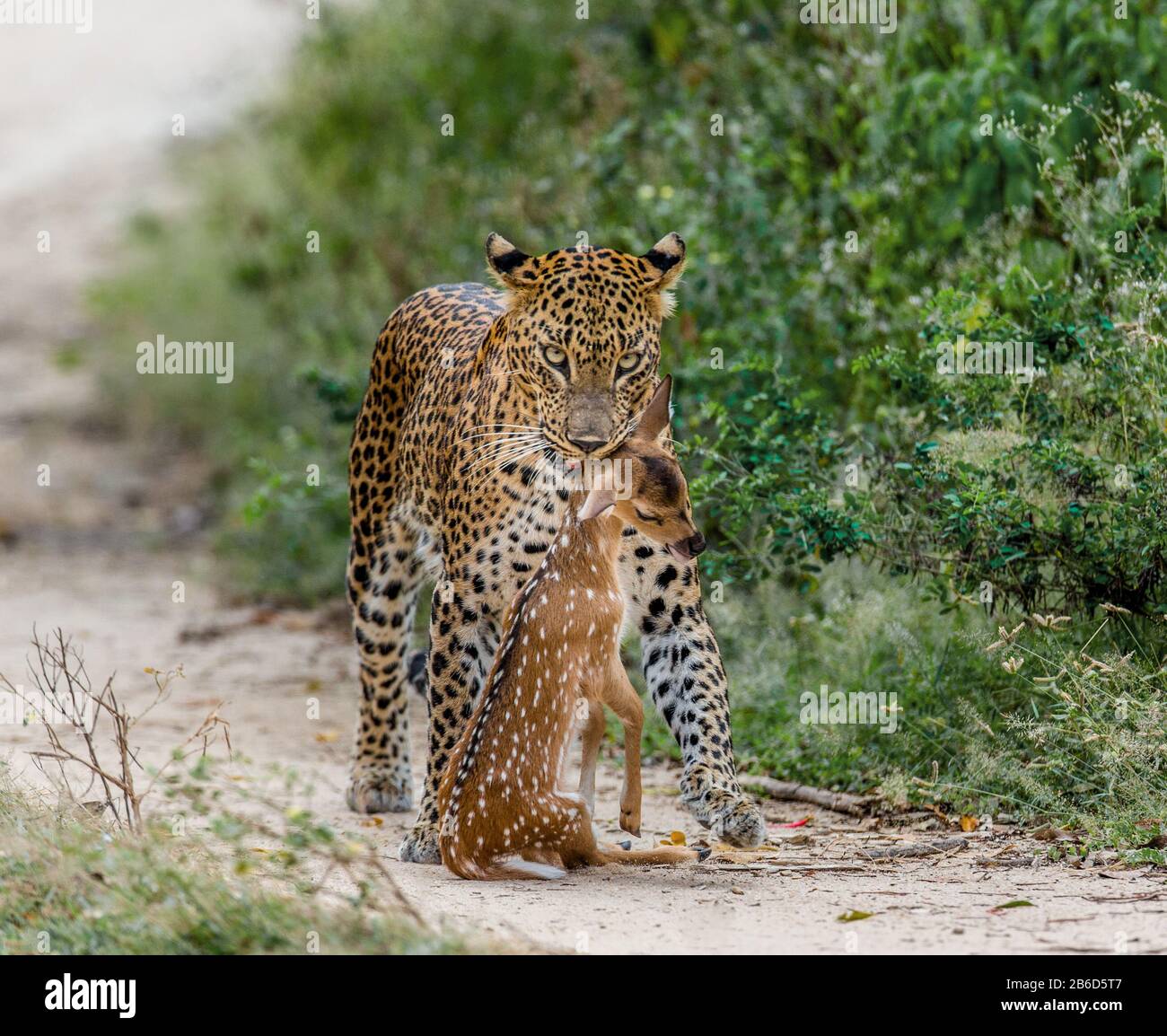 Sri lanka leopard road hi-res stock photography and images - Alamy