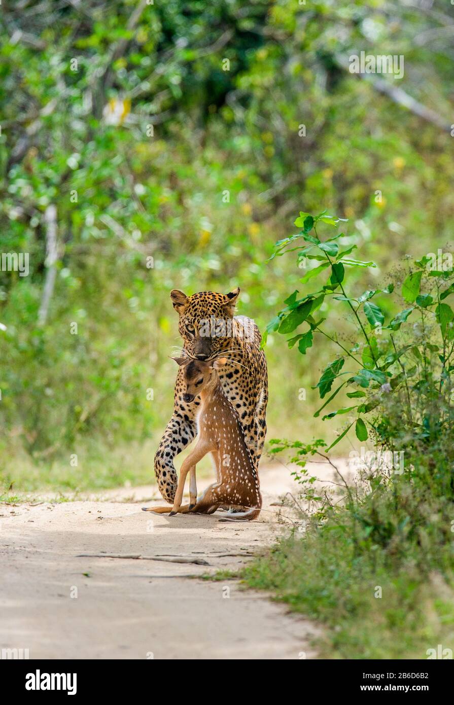 Leopard with prey is on the road. Very rare shot. Sri Lanka. Yala ...