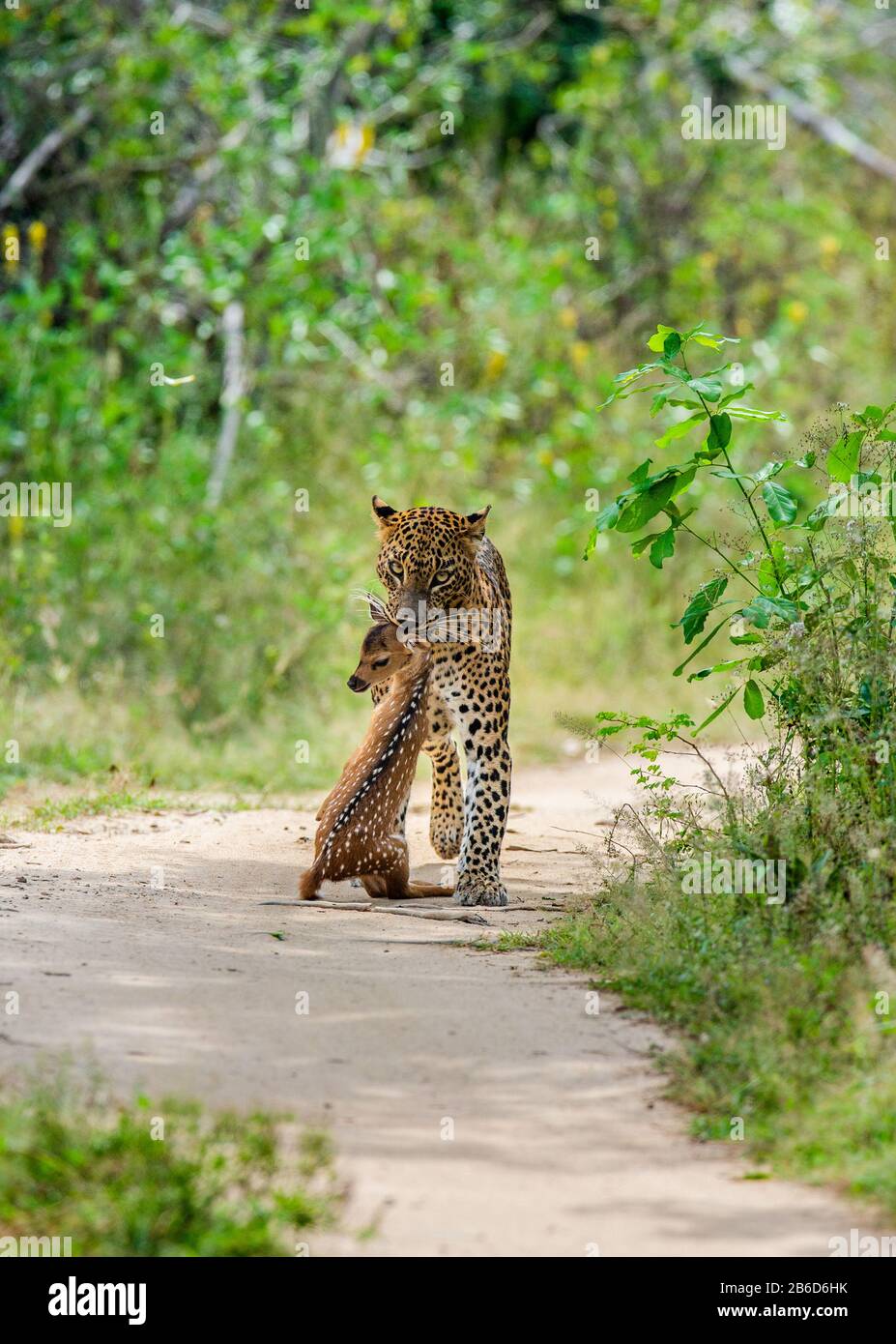 Leopard with prey is on the road. Very rare shot. Sri Lanka. Yala ...