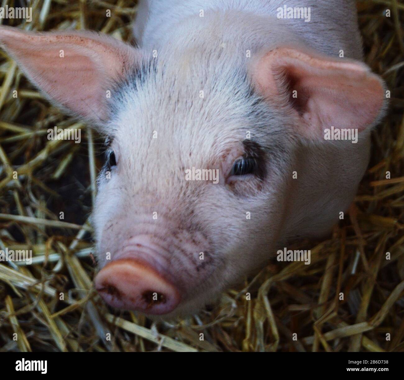 Spotted piglet hi-res stock photography and images - Alamy
