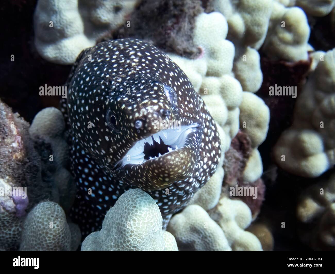 Close up face of Moray Eel in coral reef underwater in Hawaii Stock ...