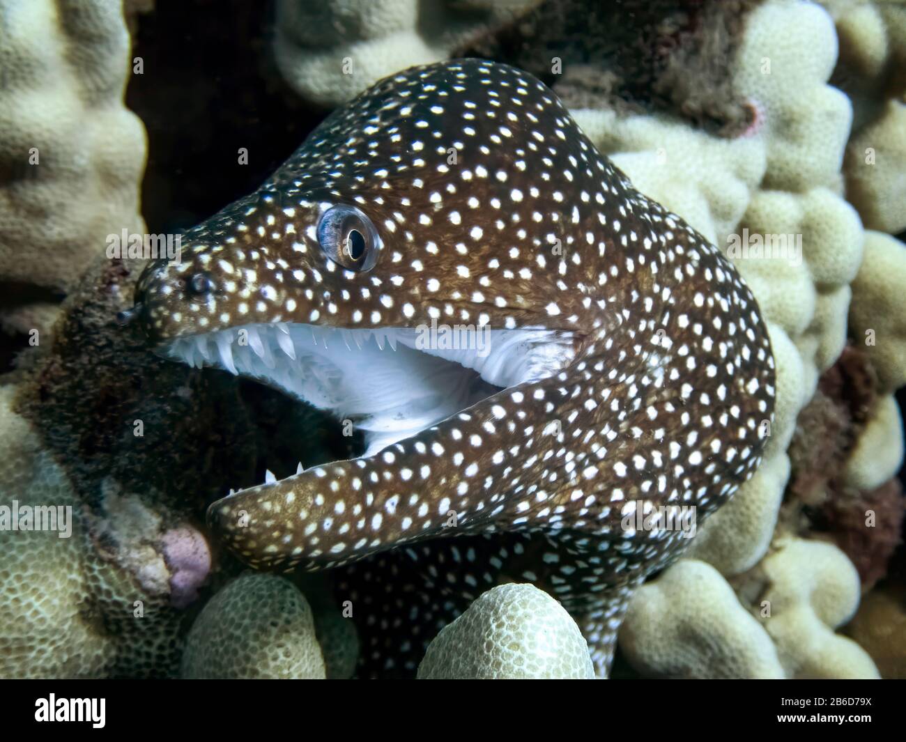 Moray eel tucked into coral reef opens mouth in close up image of face ...