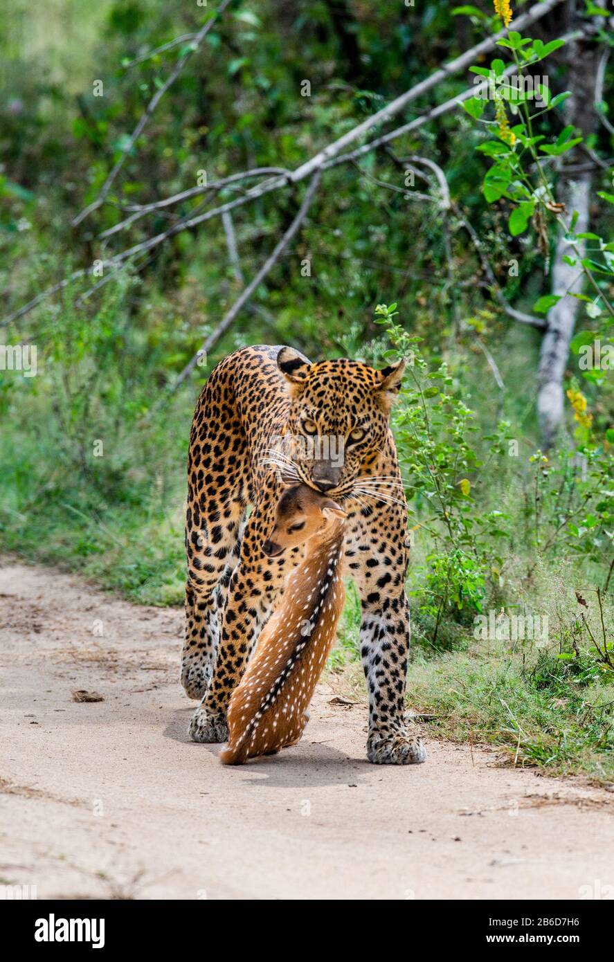 Leopard with prey is on the road. Very rare shot. Sri Lanka. Yala ...