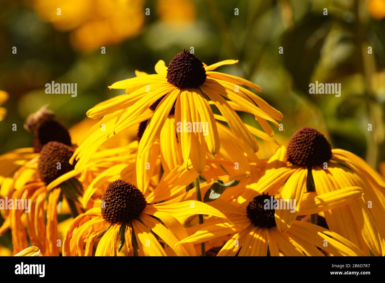 Black eyed susan Stock Photo - Alamy