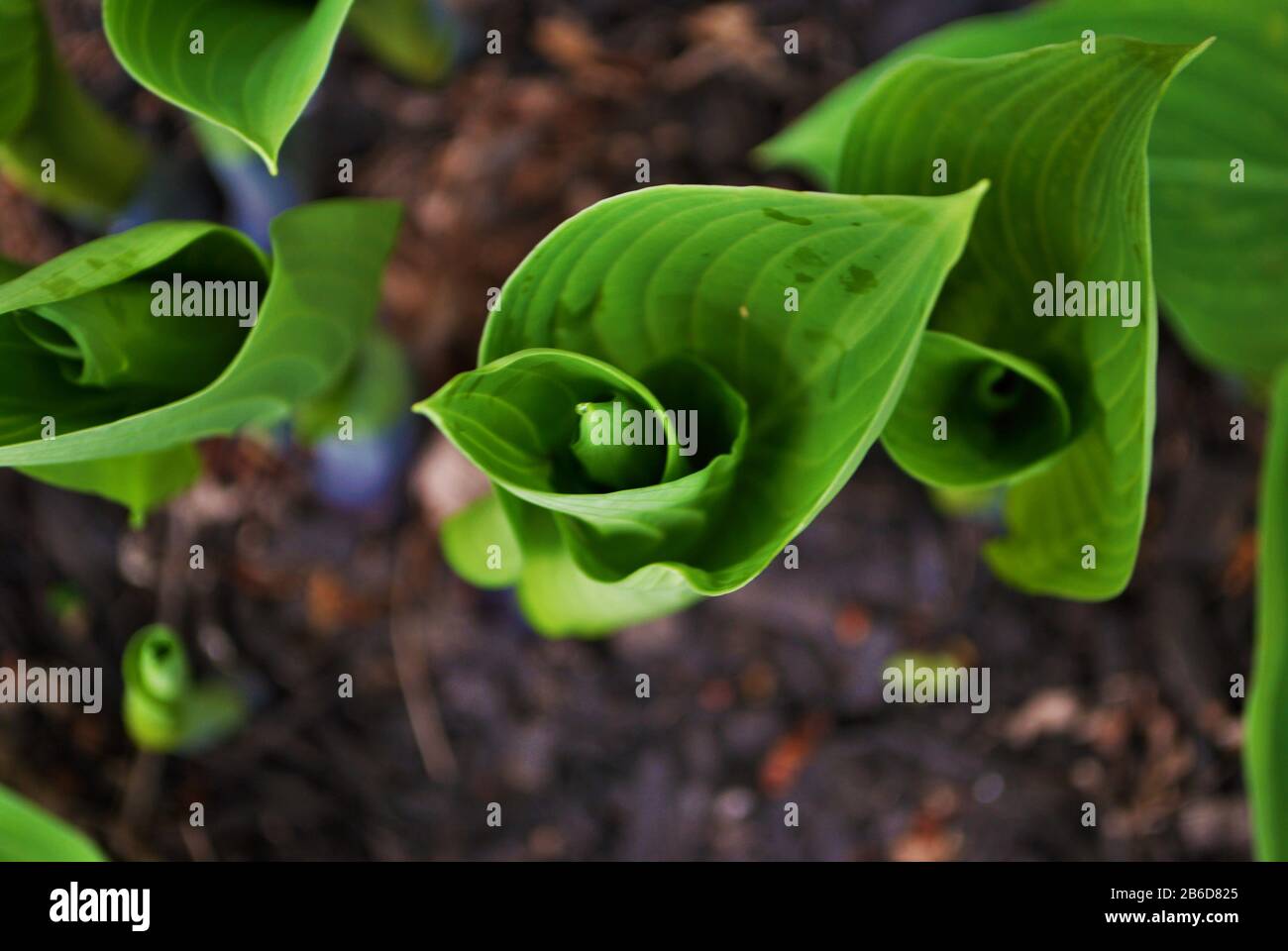 Hosta starting to sprout in my front yard flower bed spring time Stock ...