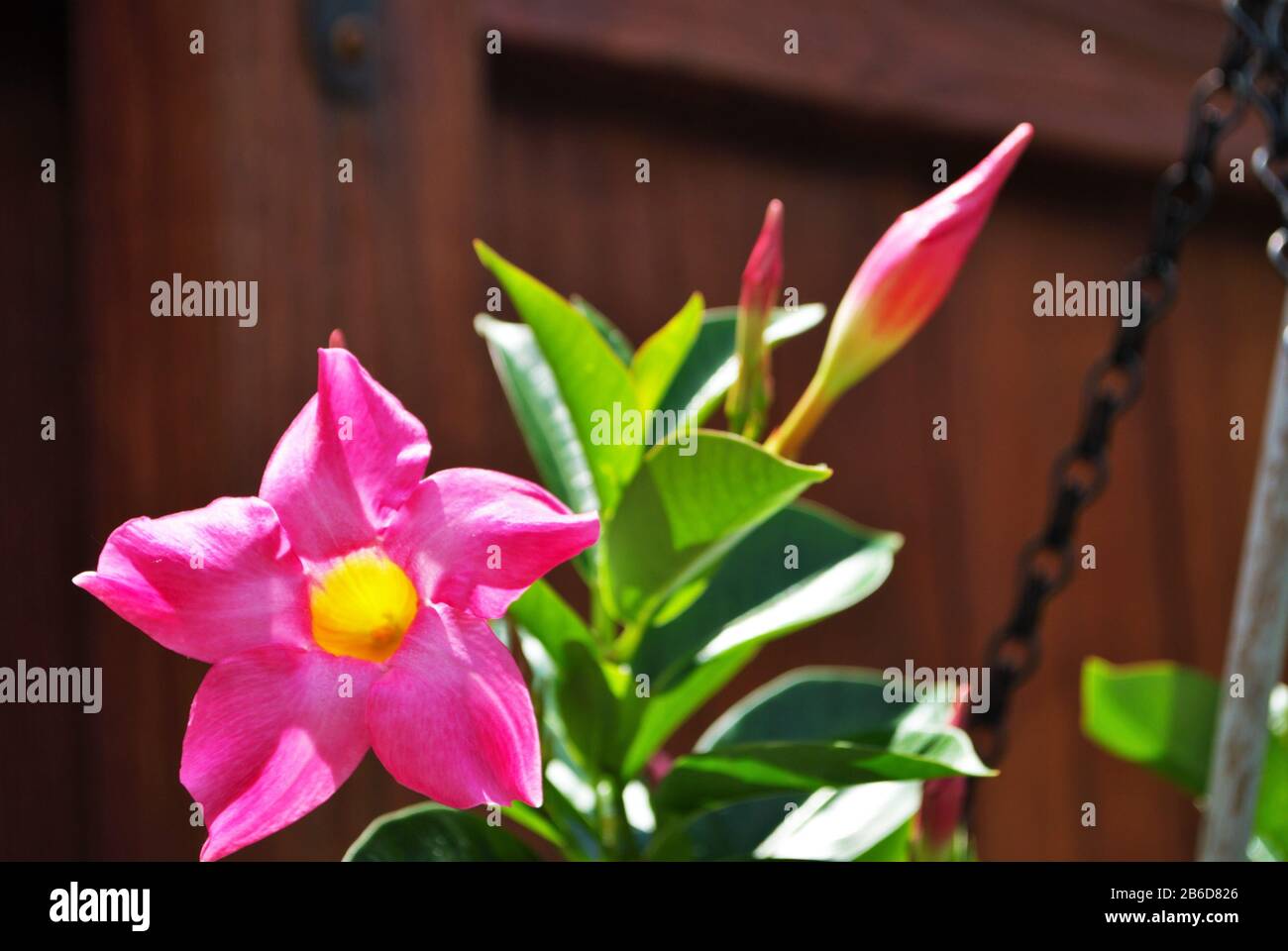 Rocktrumpet mandevilla plant growing in my front yard flower bed spring ...