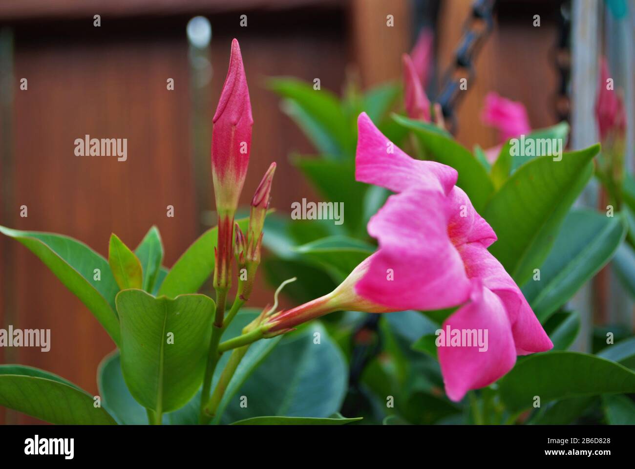 Rocktrumpet mandevilla plant growing in my front yard flower bed spring ...