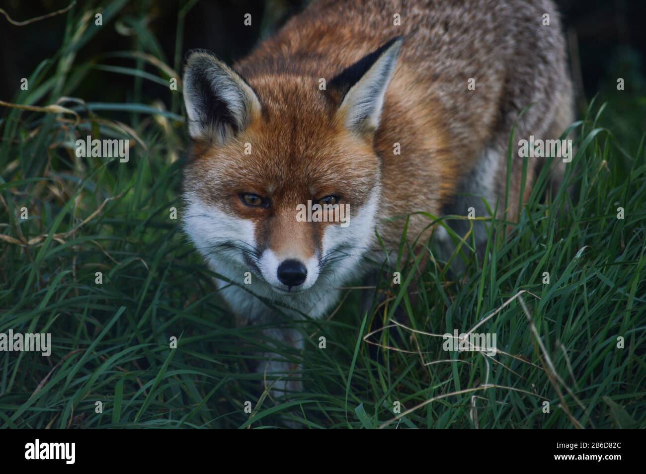 Mr tod fox hi-res stock photography and images - Alamy