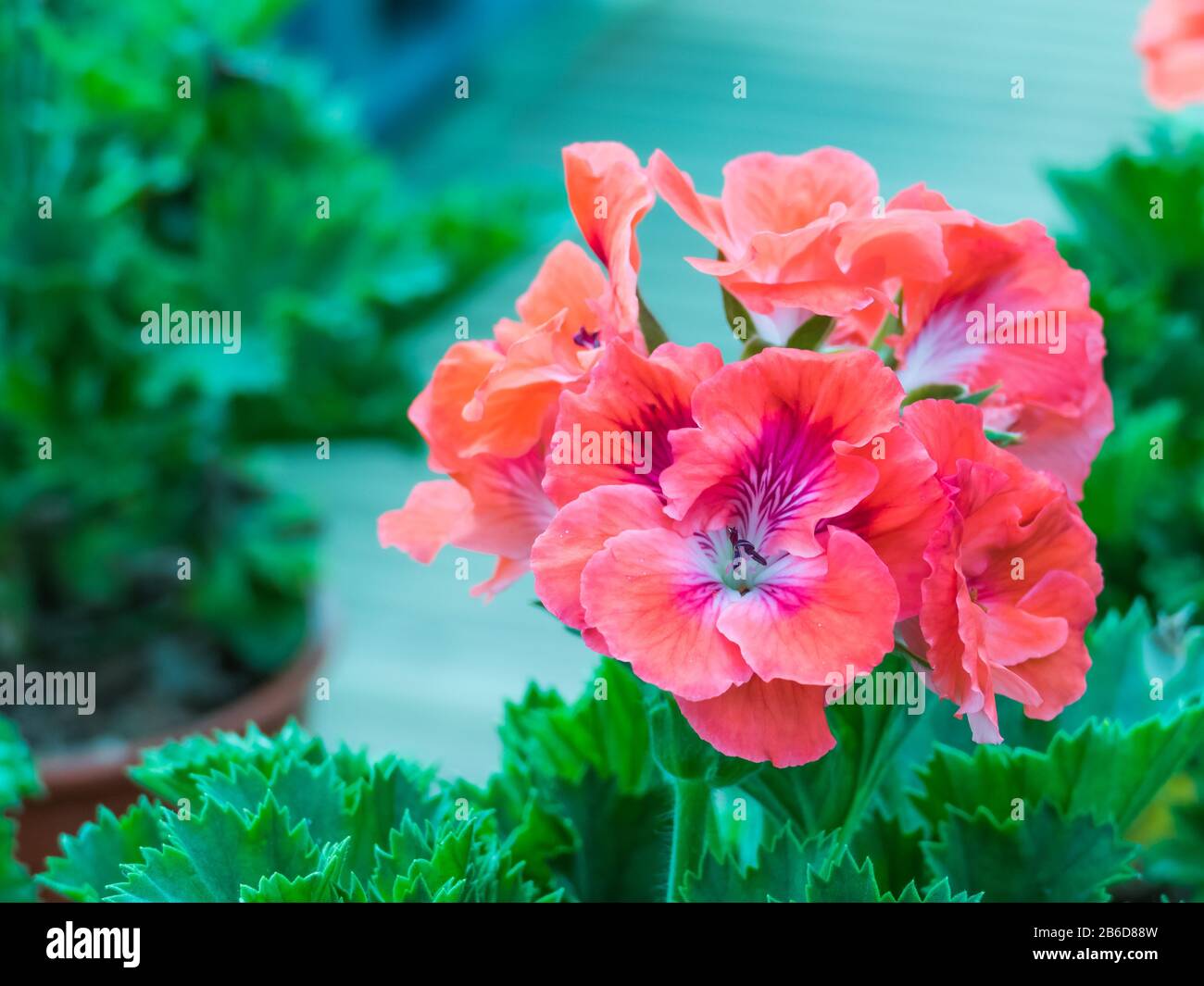 plant geranium pelargonium with flowers indoors Stock Photo - Alamy