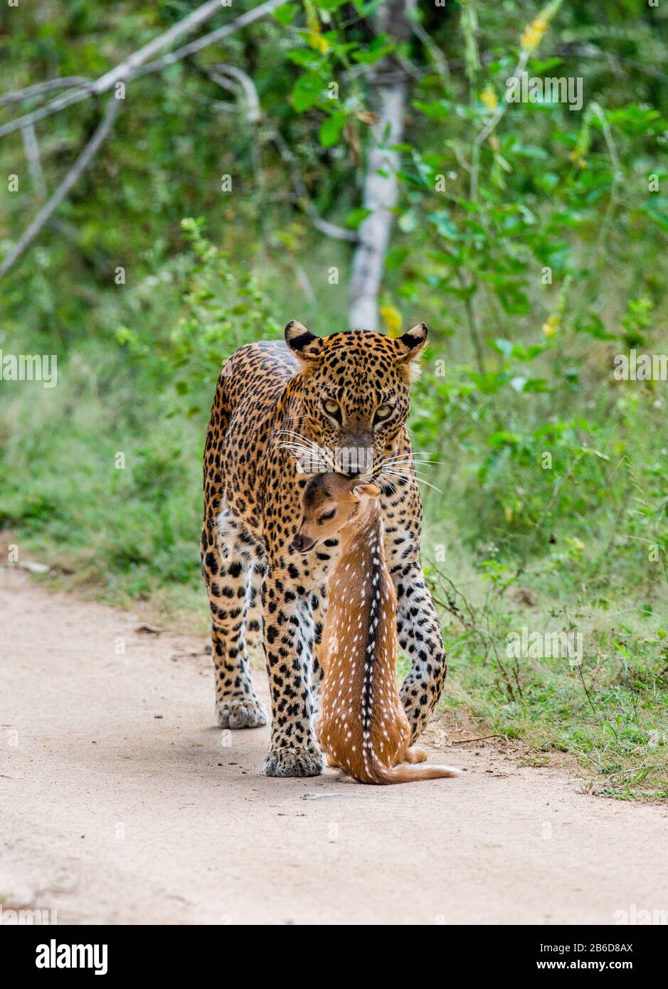 Leopard with prey is on the road. Very rare shot. Sri Lanka. Yala ...