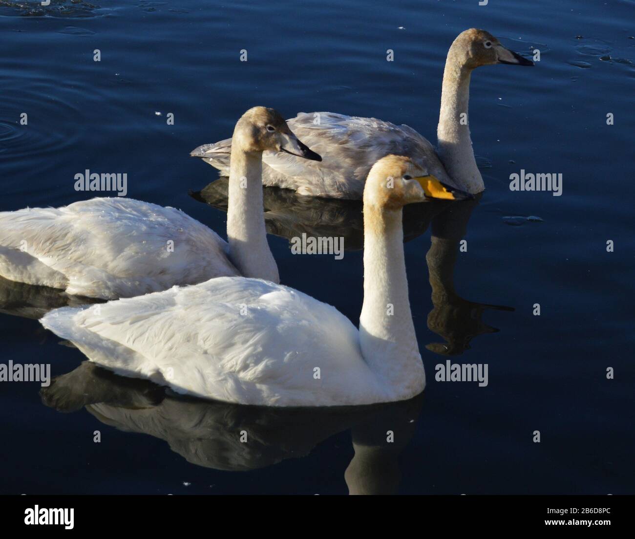Berwick swan hi-res stock photography and images - Alamy