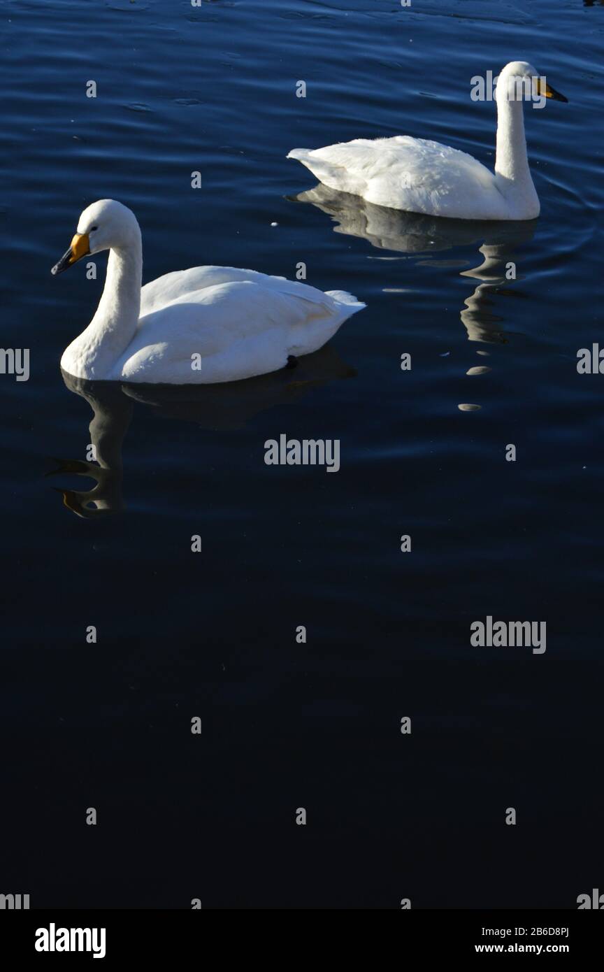 Berwick swan hi-res stock photography and images - Alamy