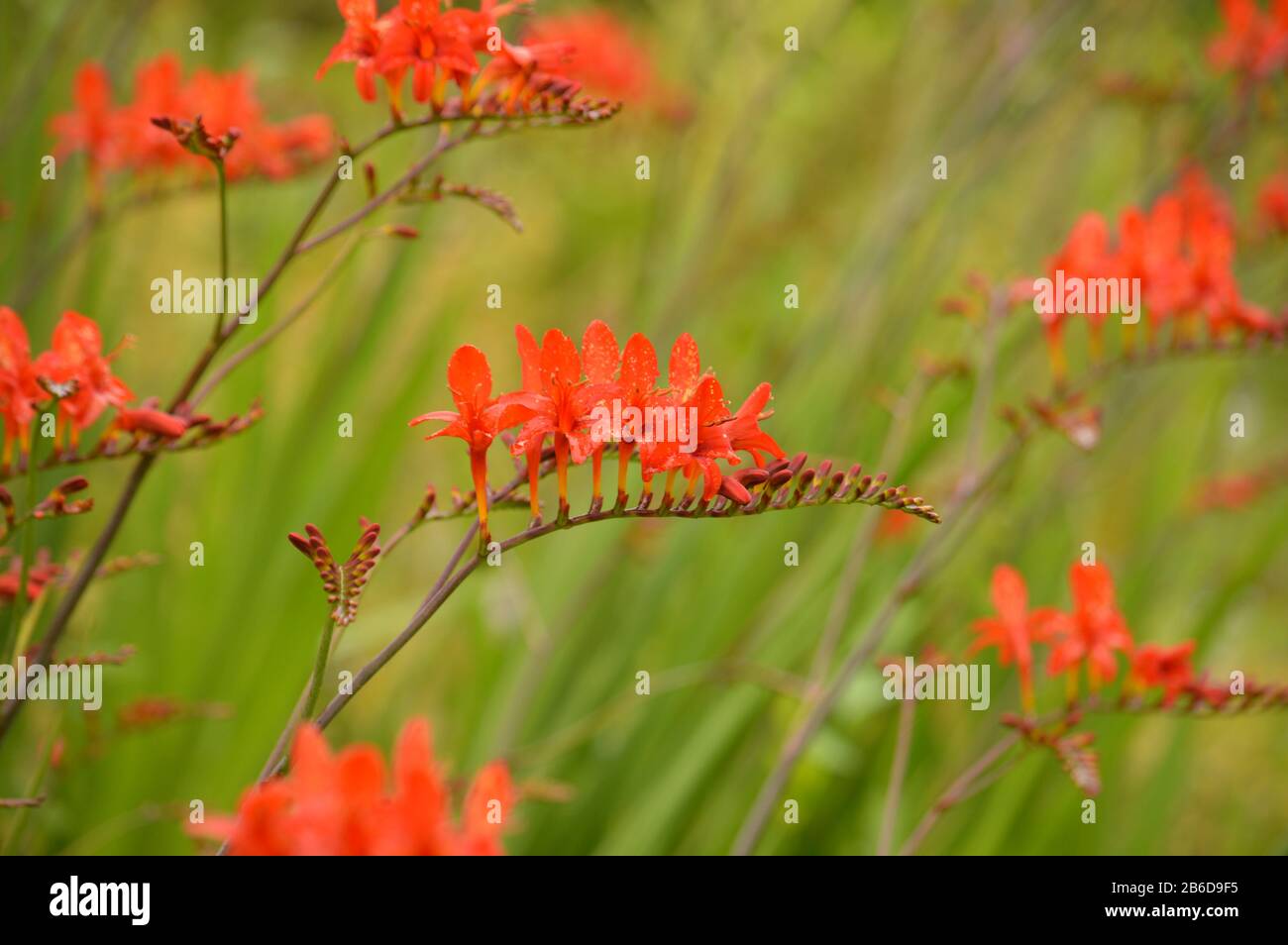 Montbretia orange wildflower hi-res stock photography and images - Alamy