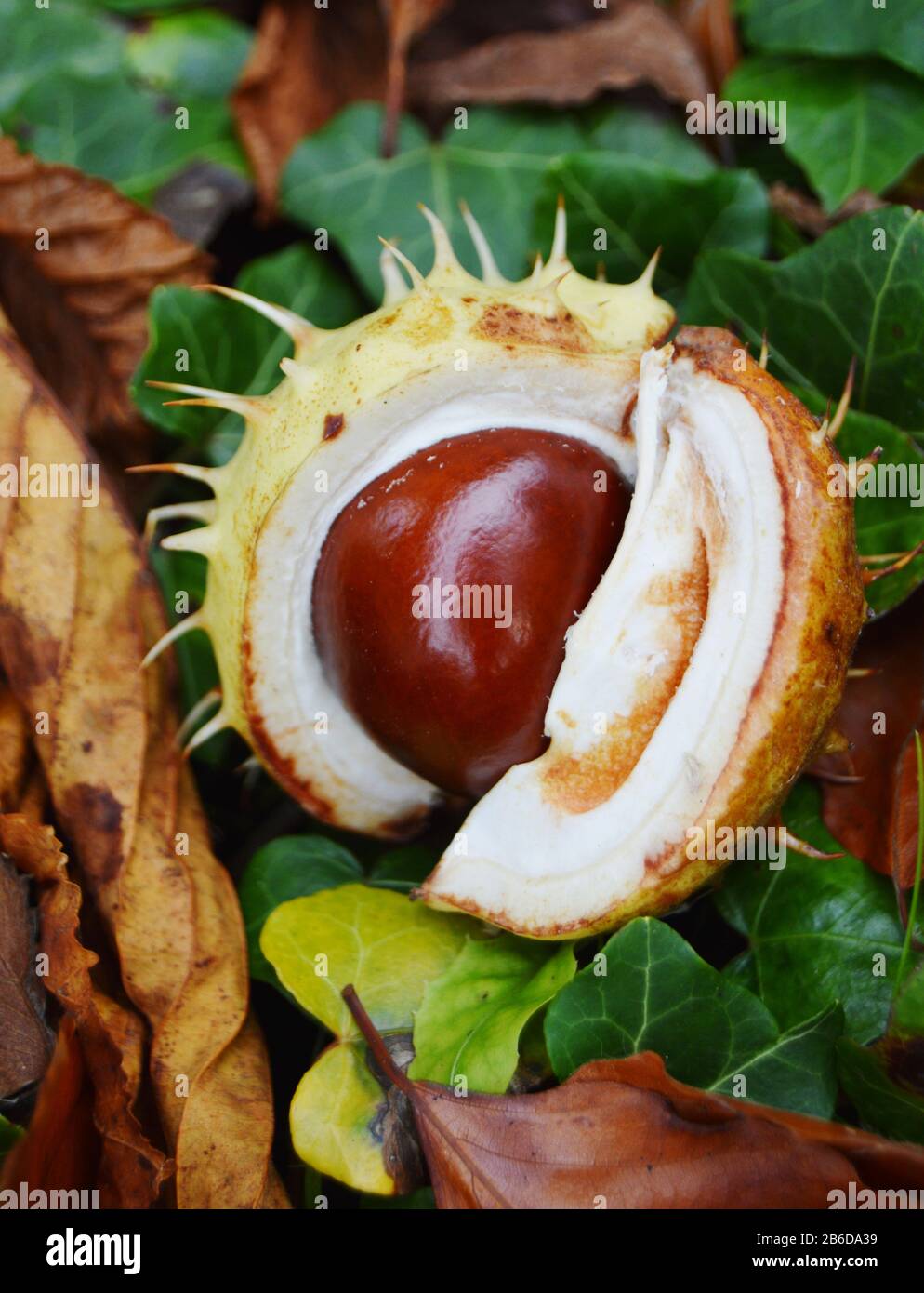 Conker match hi-res stock photography and images - Alamy