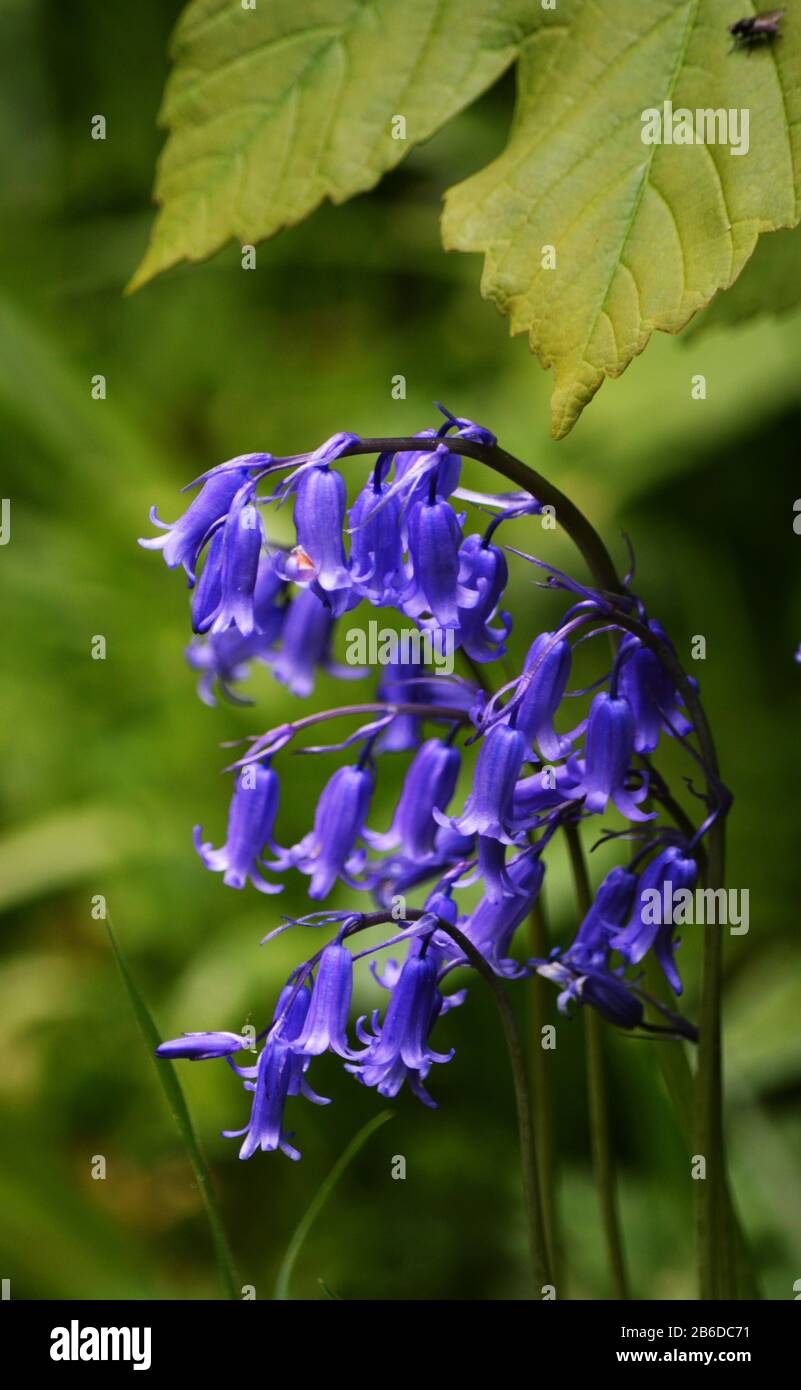 Bluebelle hi-res stock photography and images - Alamy