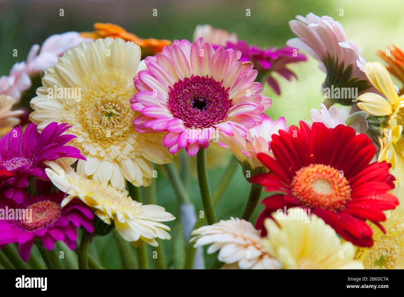 Gerbera flower with bee hi-res stock photography and images - Alamy