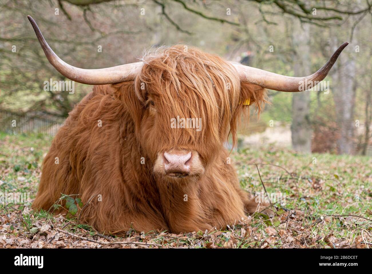 Highland cattle laying down hi-res stock photography and images - Alamy