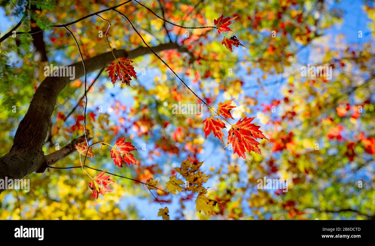 Natures colors hi-res stock photography and images - Alamy Natures colors hi-res stock photography and images - Alamy