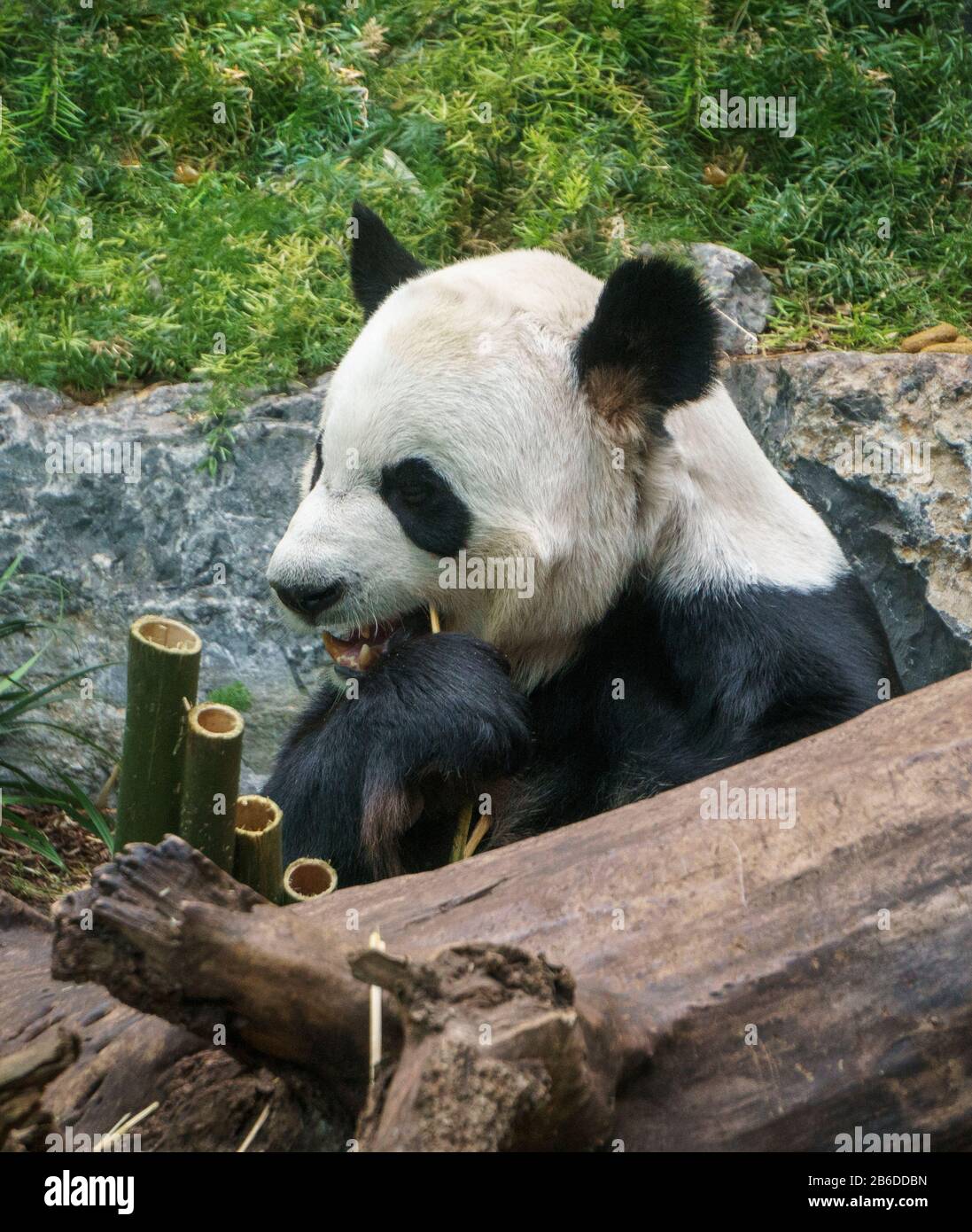 Giant panda Calgary Zoo Alberta Stock Photo - Alamy