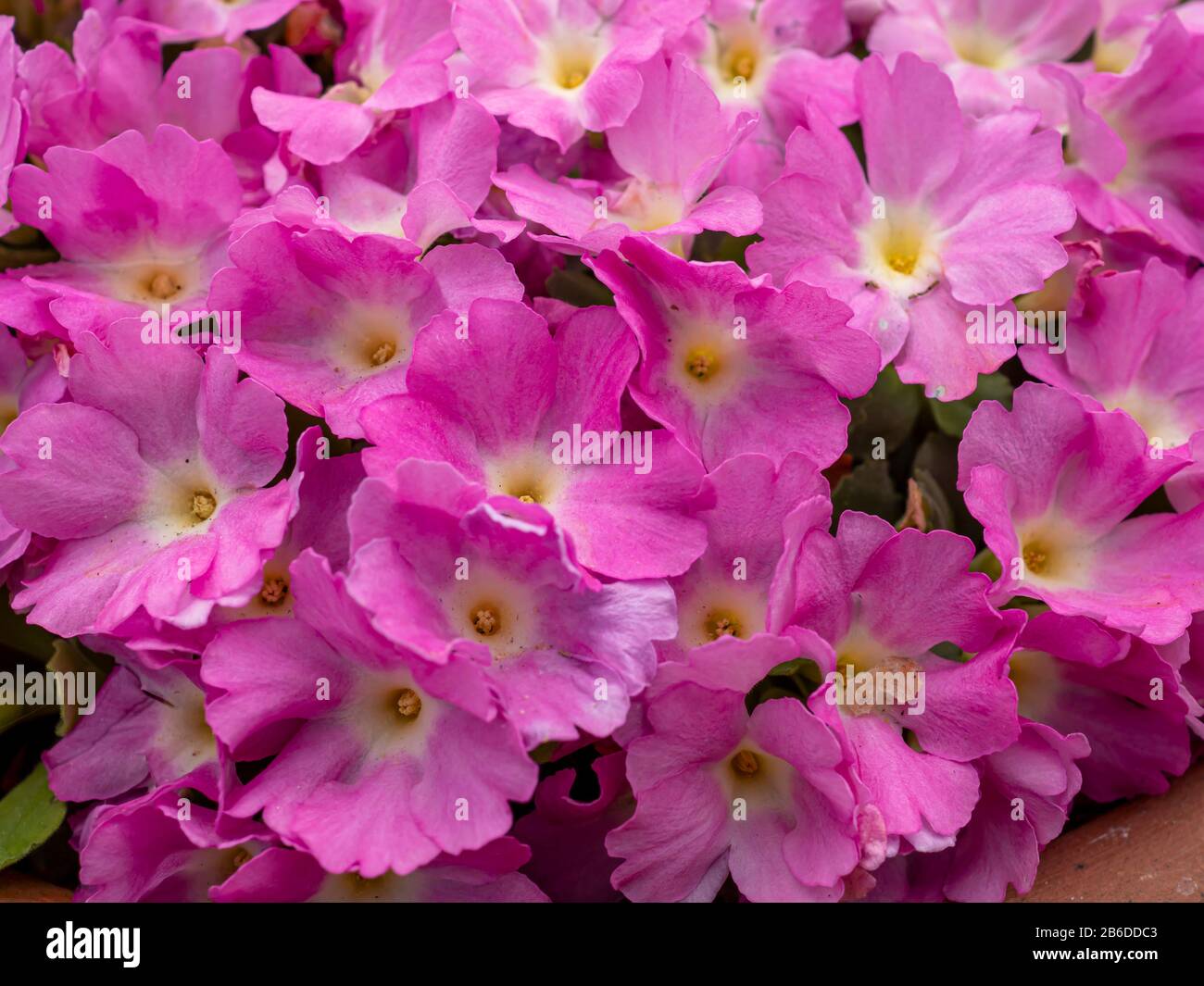 Densely packed pink flowers of Primula hallionii hybrid growing in a ...