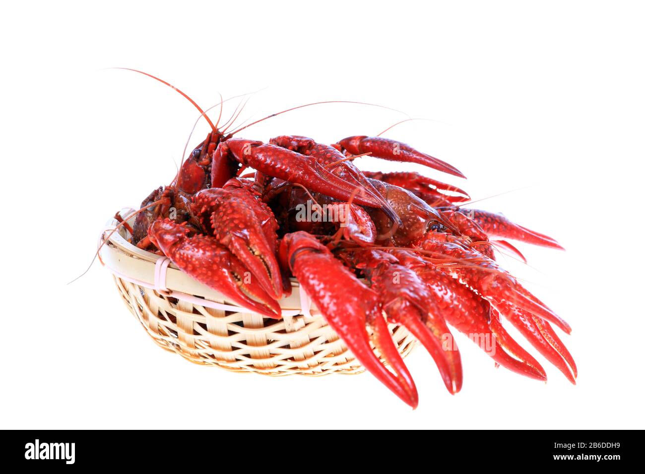 Crawfish, white background, close-up Stock Photo - Alamy