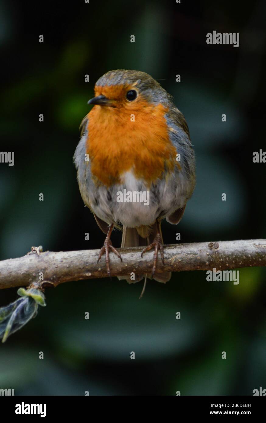 Rocking robin hi-res stock photography and images - Alamy