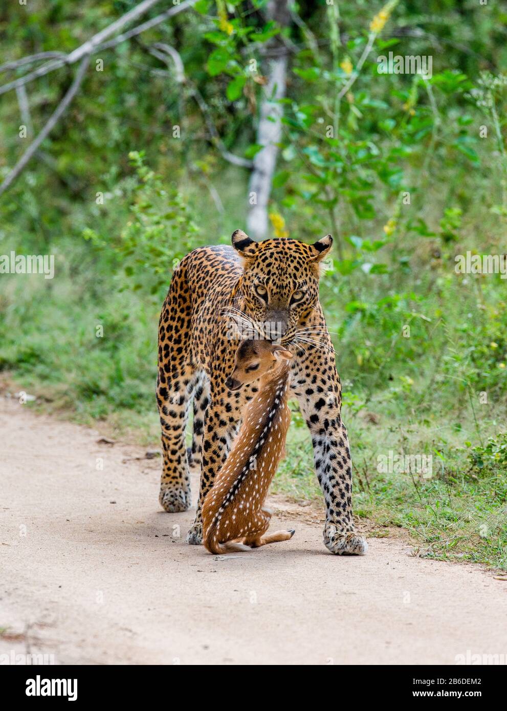 Leopard with prey is on the road. Very rare shot. Sri Lanka. Yala ...