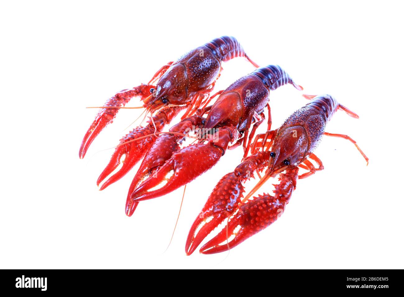 Crawfish, white background, close-up Stock Photo - Alamy