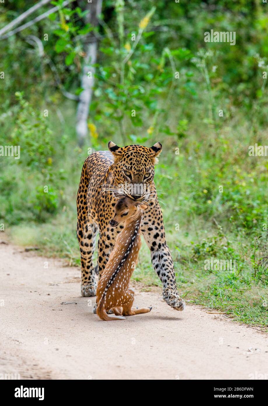 Leopard with prey is on the road. Very rare shot. Sri Lanka. Yala ...