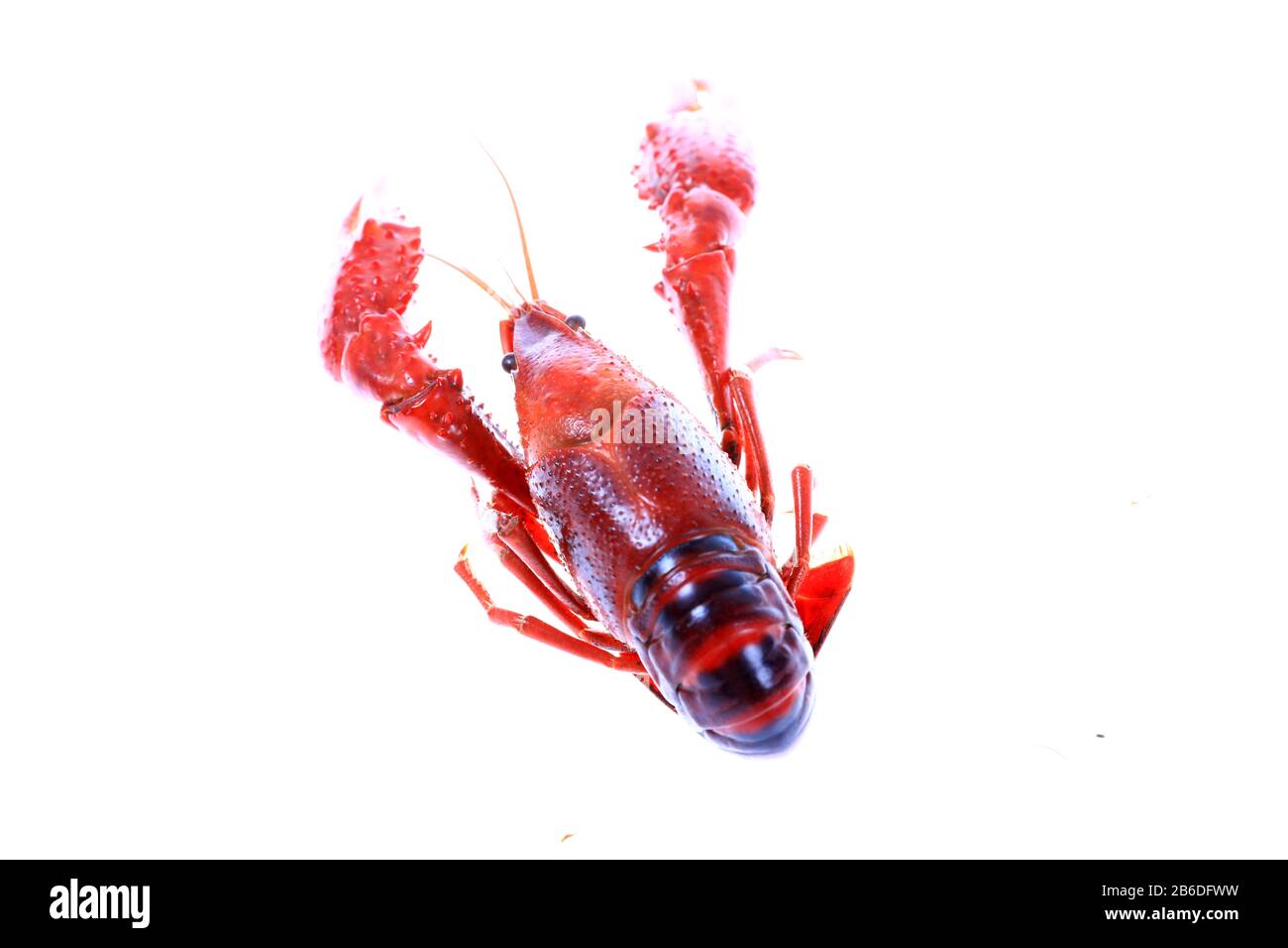 Crawfish, white background, close-up Stock Photo - Alamy
