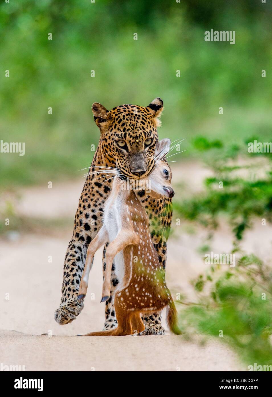 Leopard with prey is on the road. Very rare shot. Sri Lanka. Yala ...