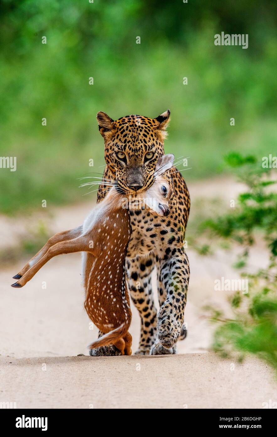 Leopard with prey is on the road. Very rare shot. Sri Lanka. Yala ...