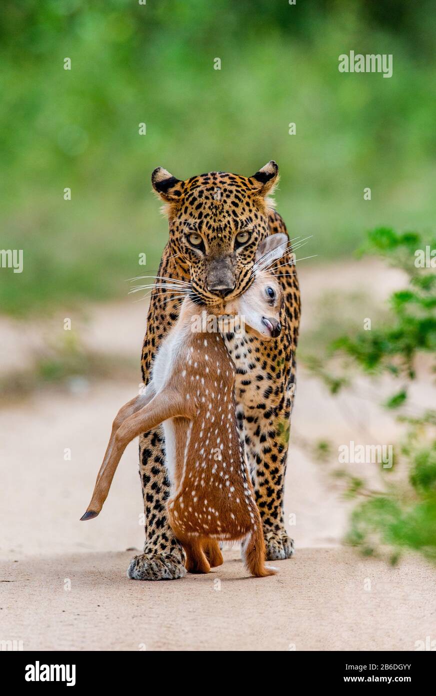 Leopard with prey is on the road. Very rare shot. Sri Lanka. Yala ...