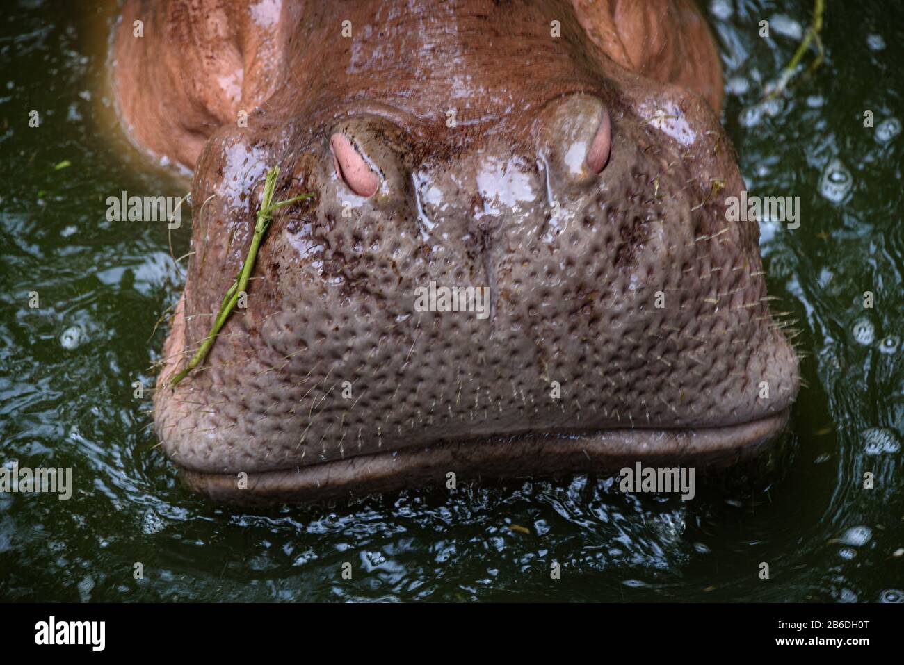 Hippo skin texture background, Hippopotamus Stock Photo - Alamy