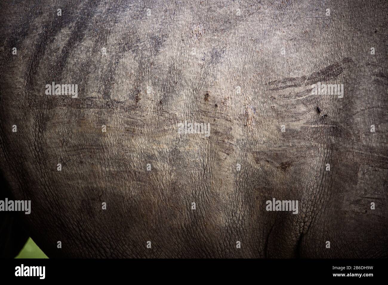 rhino skin, texture of rhino skin for background Stock Photo - Alamy
