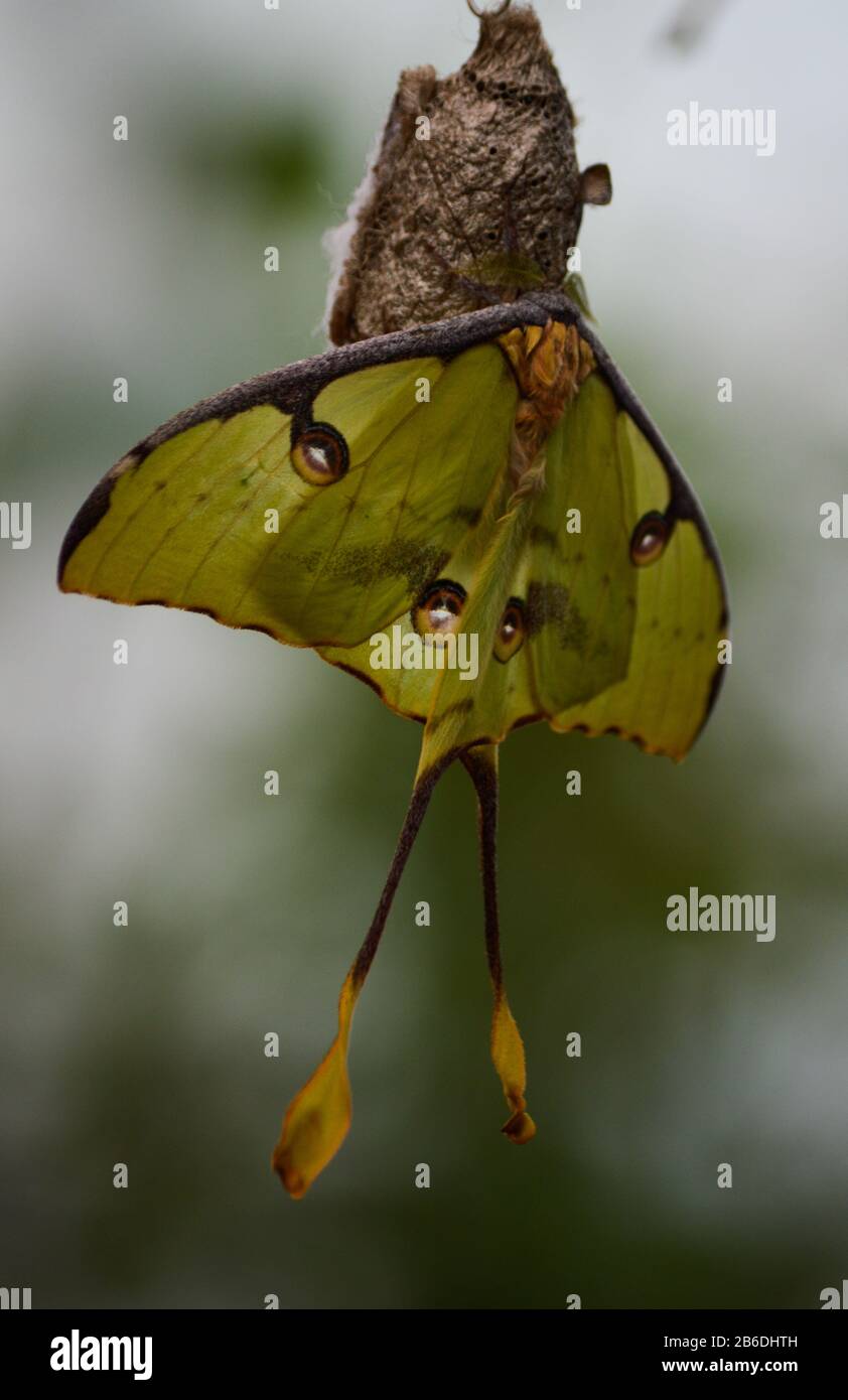 Madagascan Comet Moth Stock Photo - Alamy