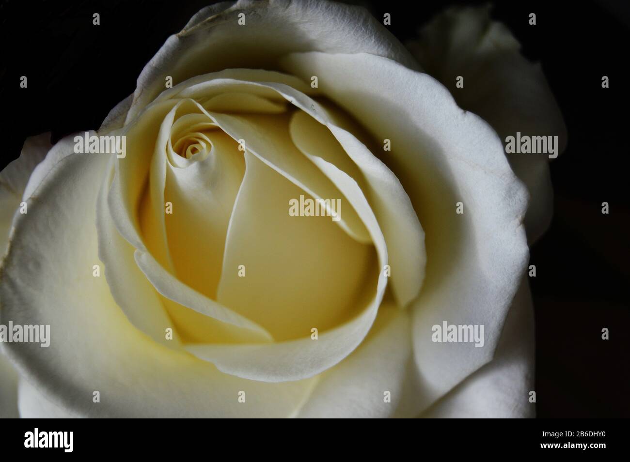 Yorkist rose hi-res stock photography and images - Alamy