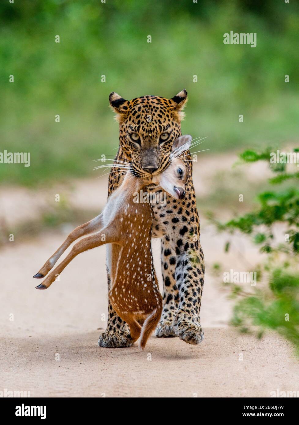 Leopard with prey is on the road. Very rare shot. Sri Lanka. Yala ...