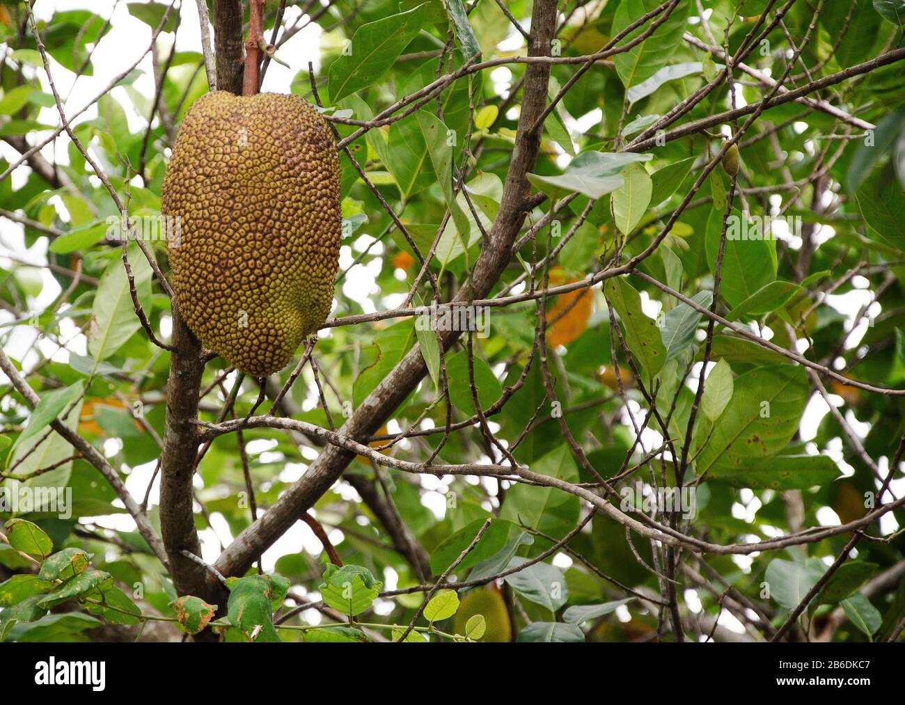 Jack Fruit Growing On Tree High Resolution Stock Photography and Images ...