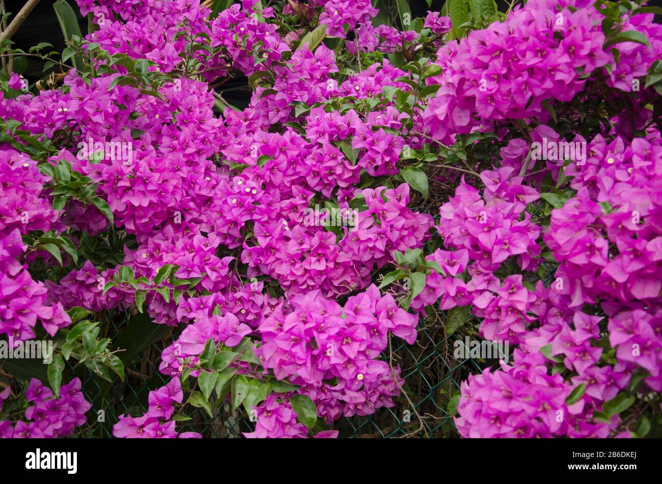 The plant of bouganville featuring flowers purple Stock Photo - Alamy