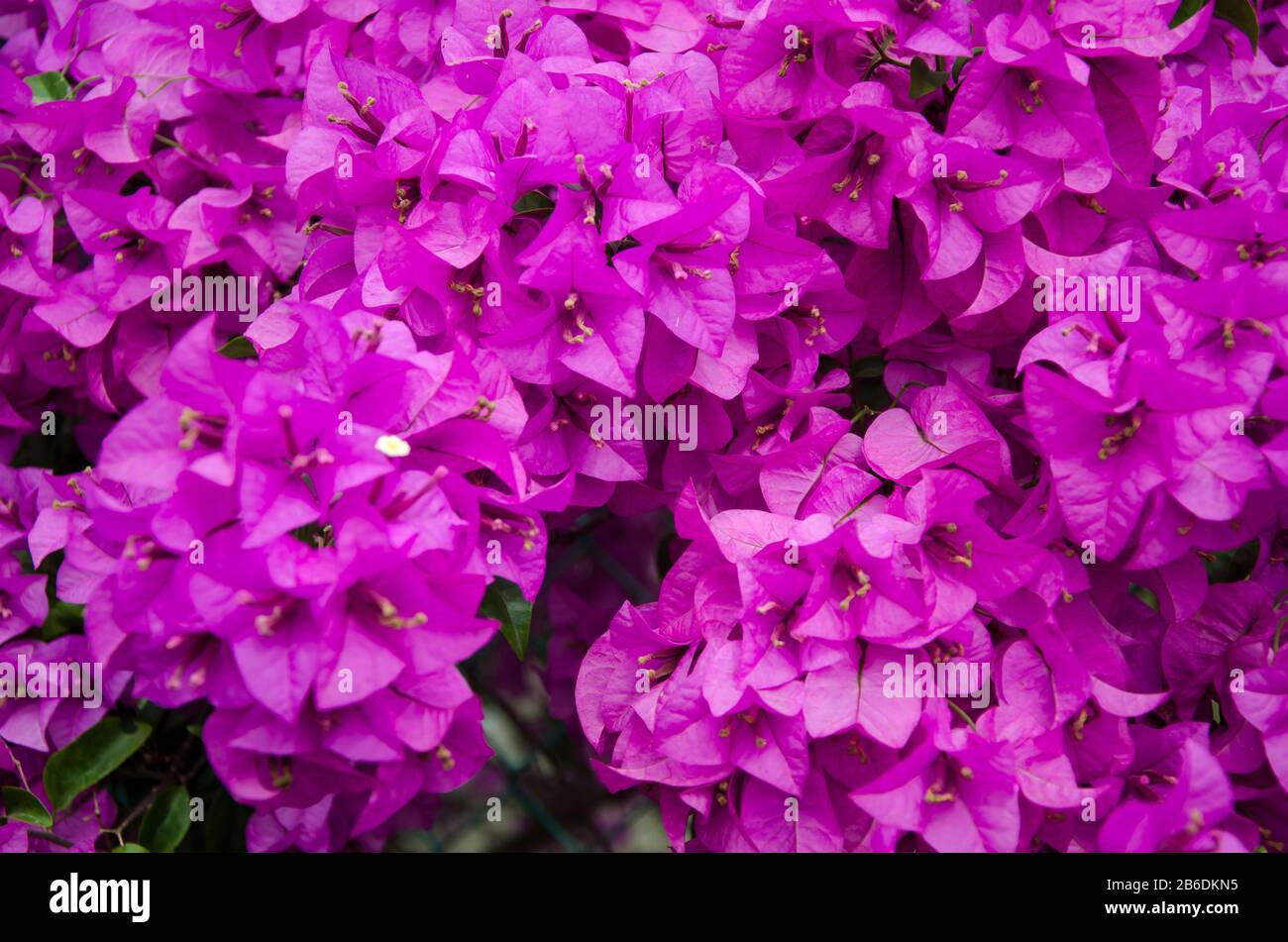 The plant of bouganville featuring flowers purple Stock Photo - Alamy