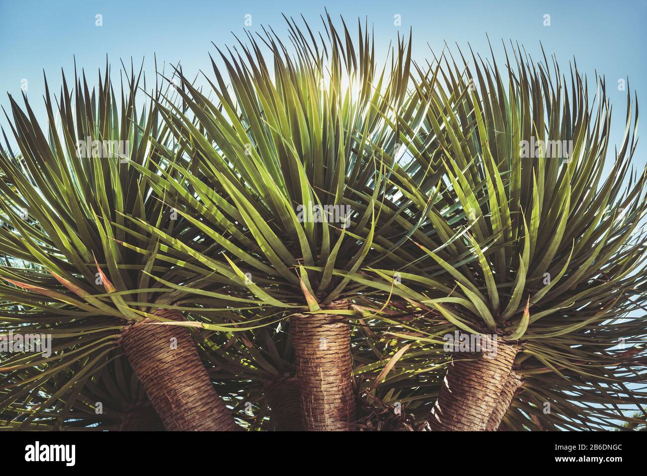 Three branches of a Dragon tree also known as Dracaena draco or Drago ...