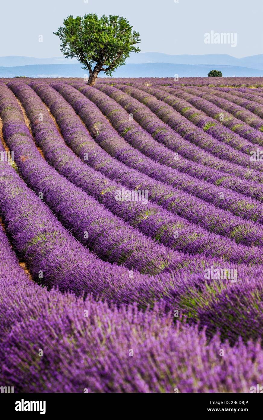 Tree in middle lavender field hi-res stock photography and images - Alamy