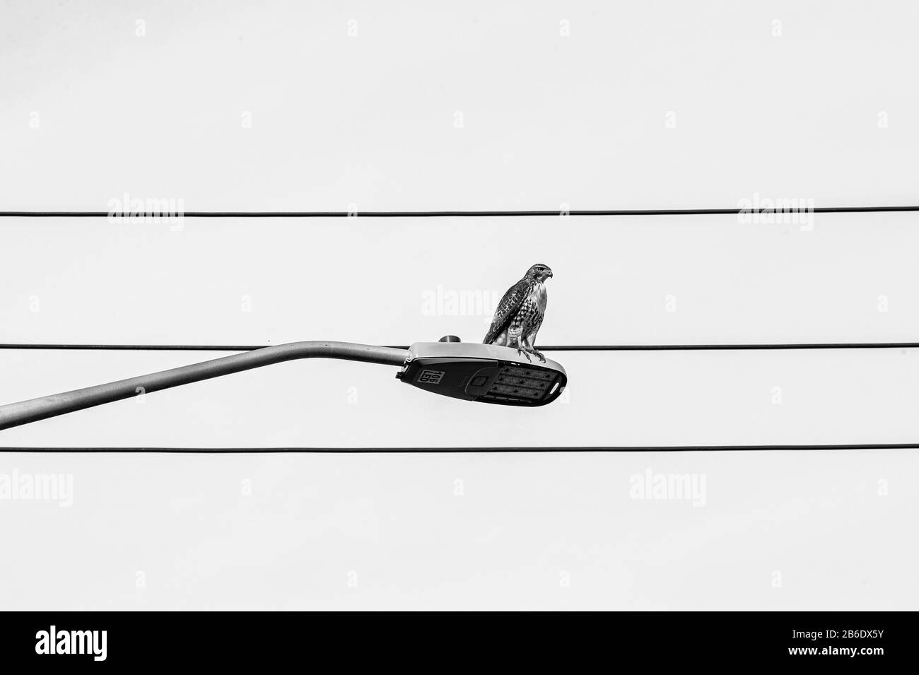 Red Tail Hawk on street light Stock Photo - Alamy