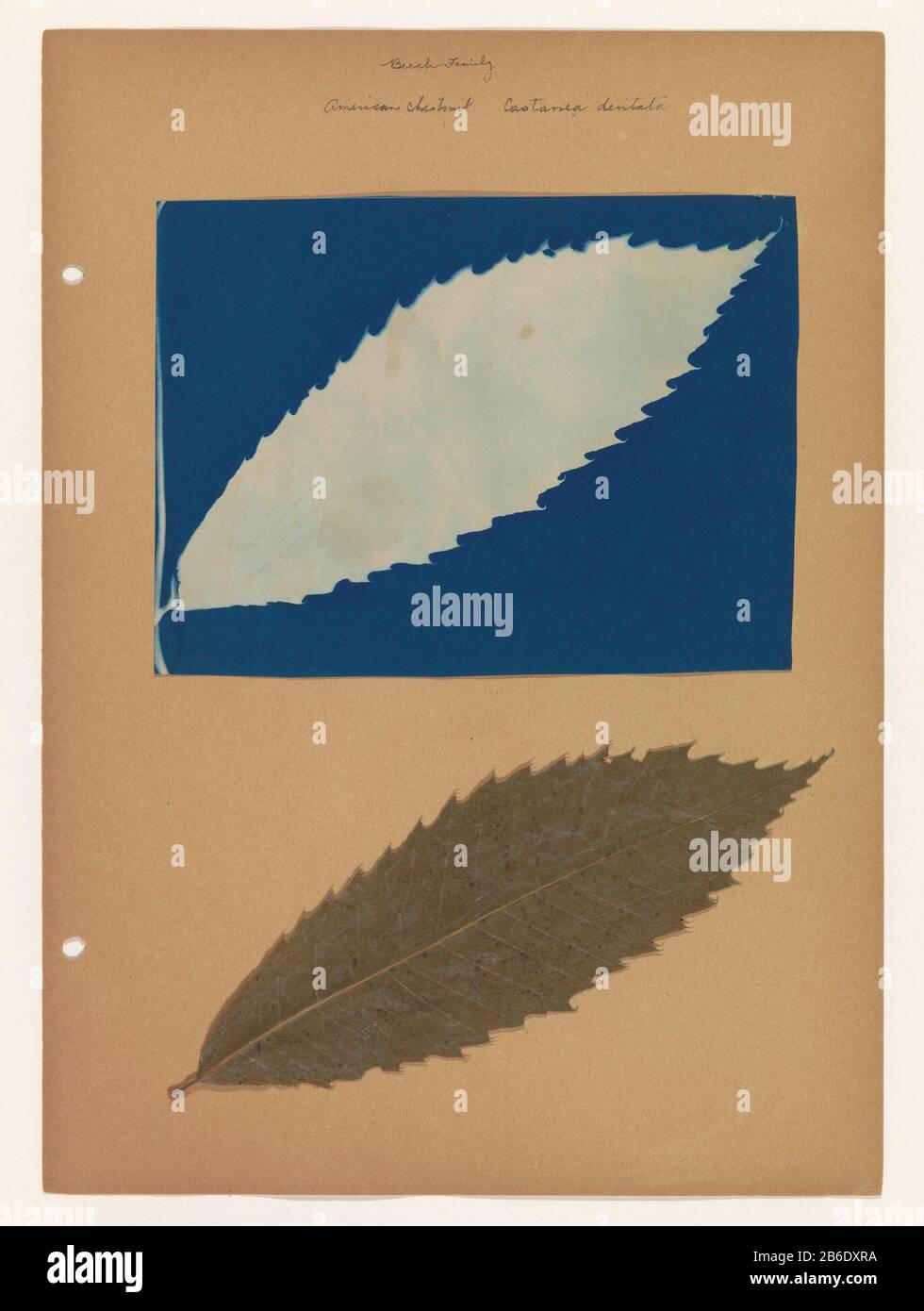 Sheet cyanotype photogram of a sheet of American chestnut and the blade ...