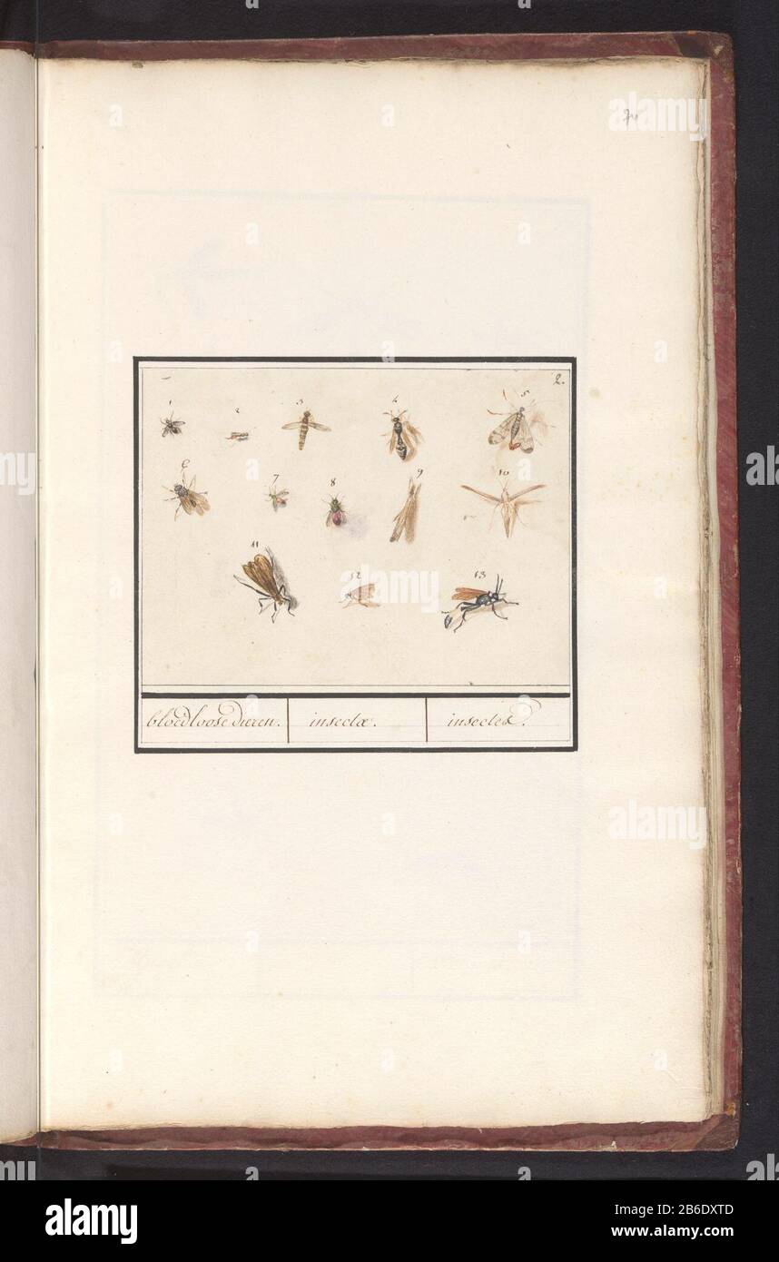 Sheet with thirteen flying insects bloodless animals insectae insectes ...