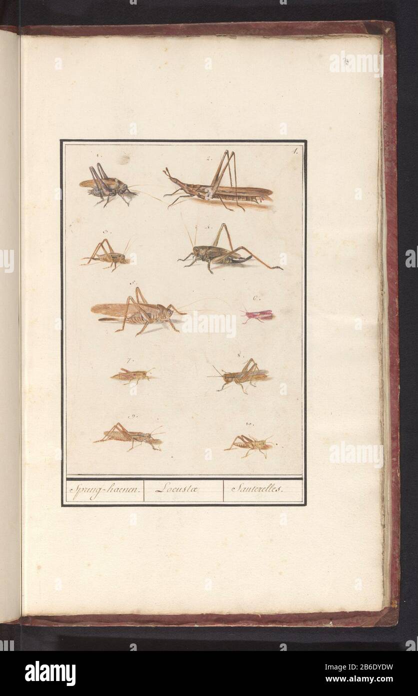 Sheet with ten locusts Spring-haenen Locustae Santer Elles (title ...