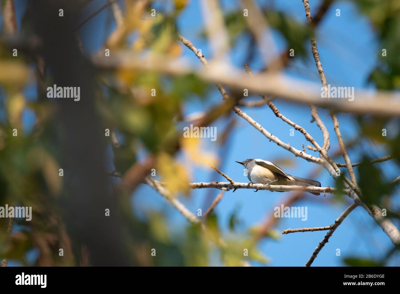 bird living in the nature, garden life Stock Photo - Alamy